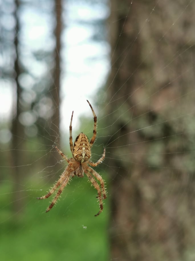 Paukovi iz drugačijeg ugla | Časopis Simbioza