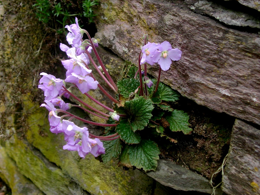 Ramonda serbica - biljka feniks | Časopis Simbioza