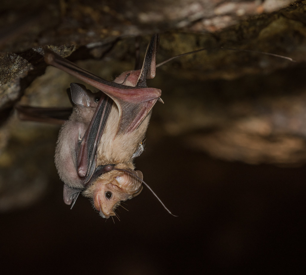 Slepi miševi i upotreba eholokacije | Časopis Simbioza