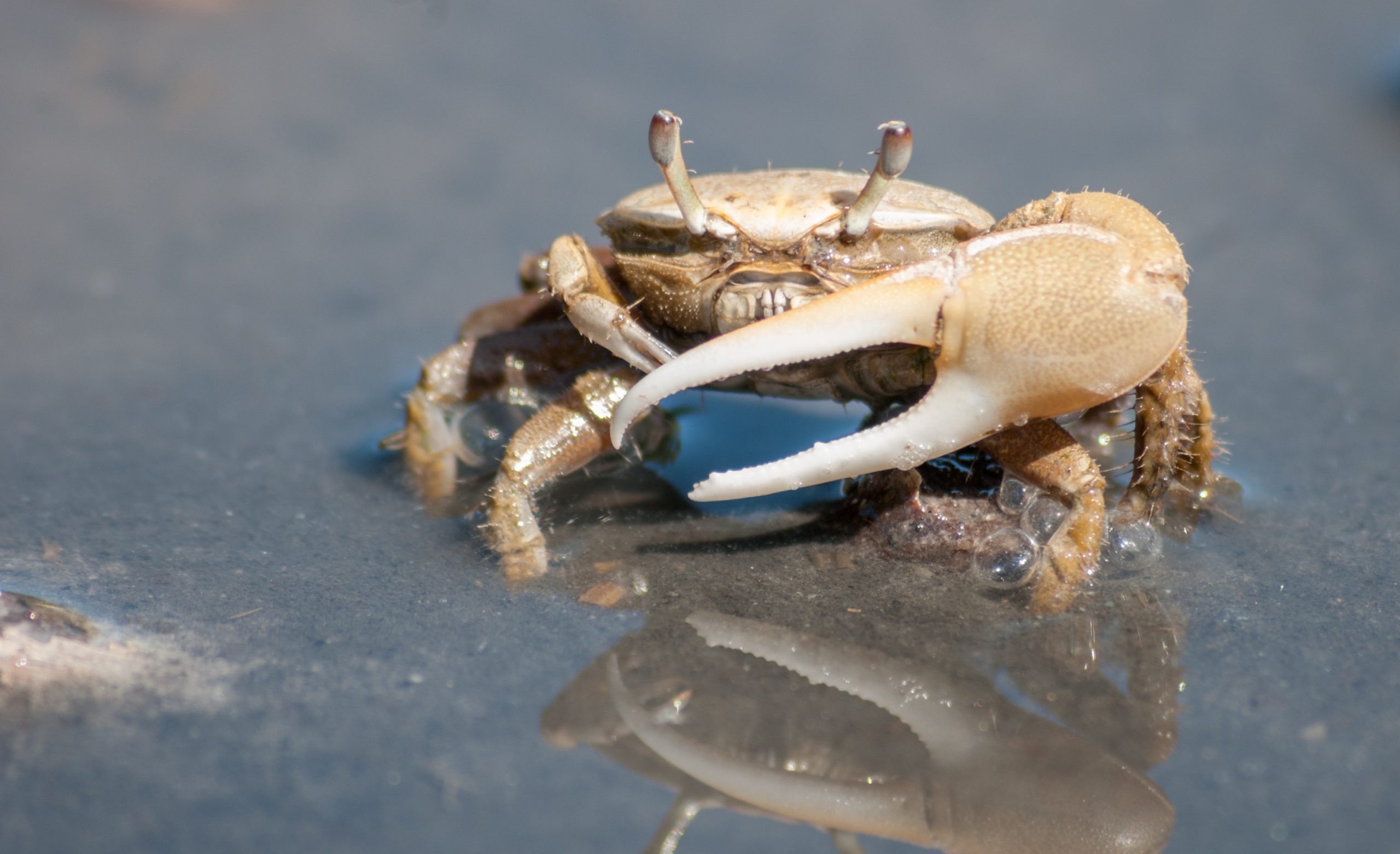 Mali graditelji | Časopis Simbioza