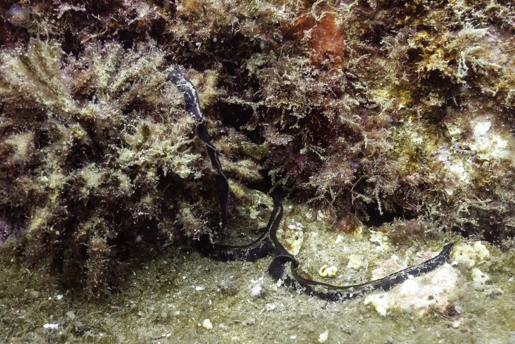 Bonelin – čudnovati hlorin | Časopis Simbioza