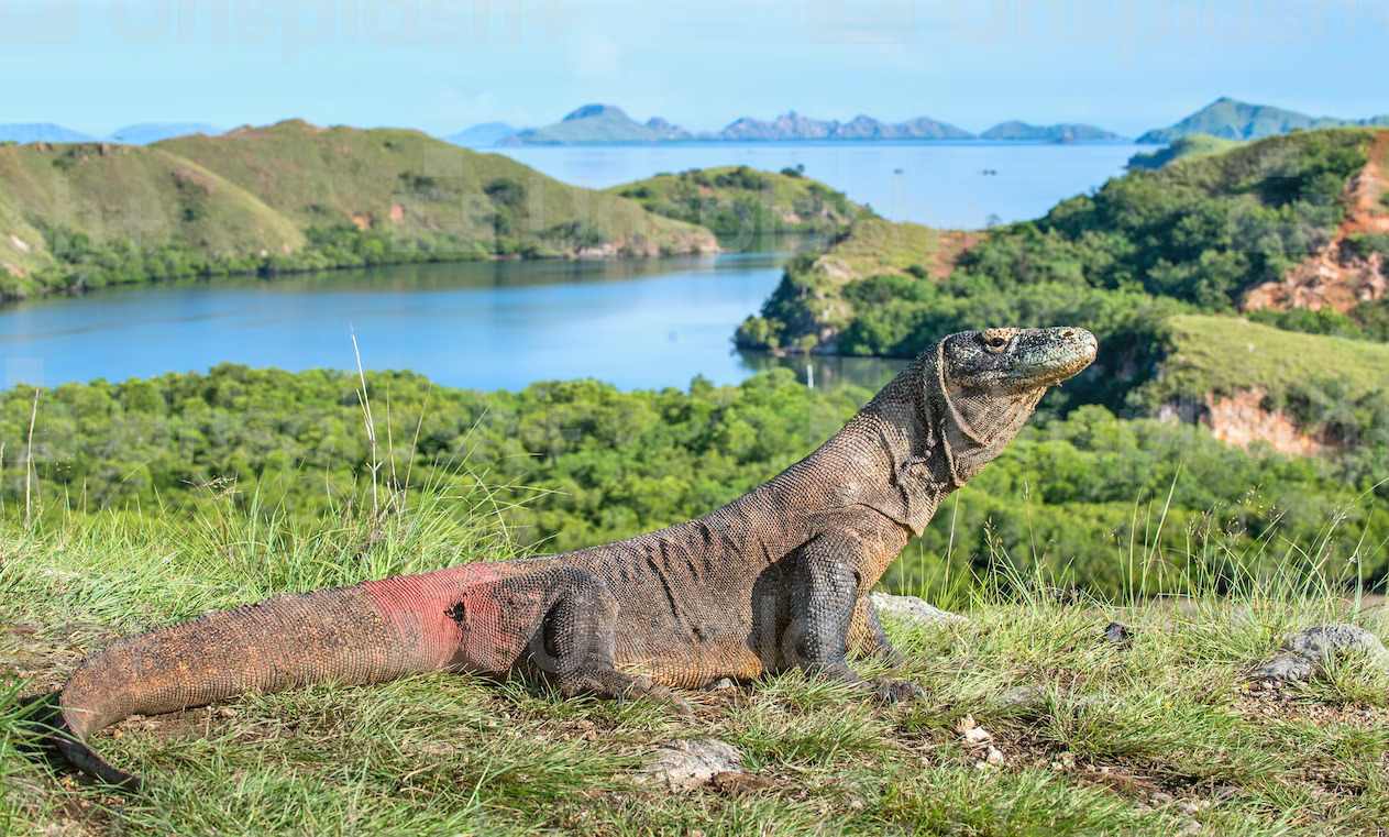 Giganti ostrva Komodo | Časopis Simbioza
