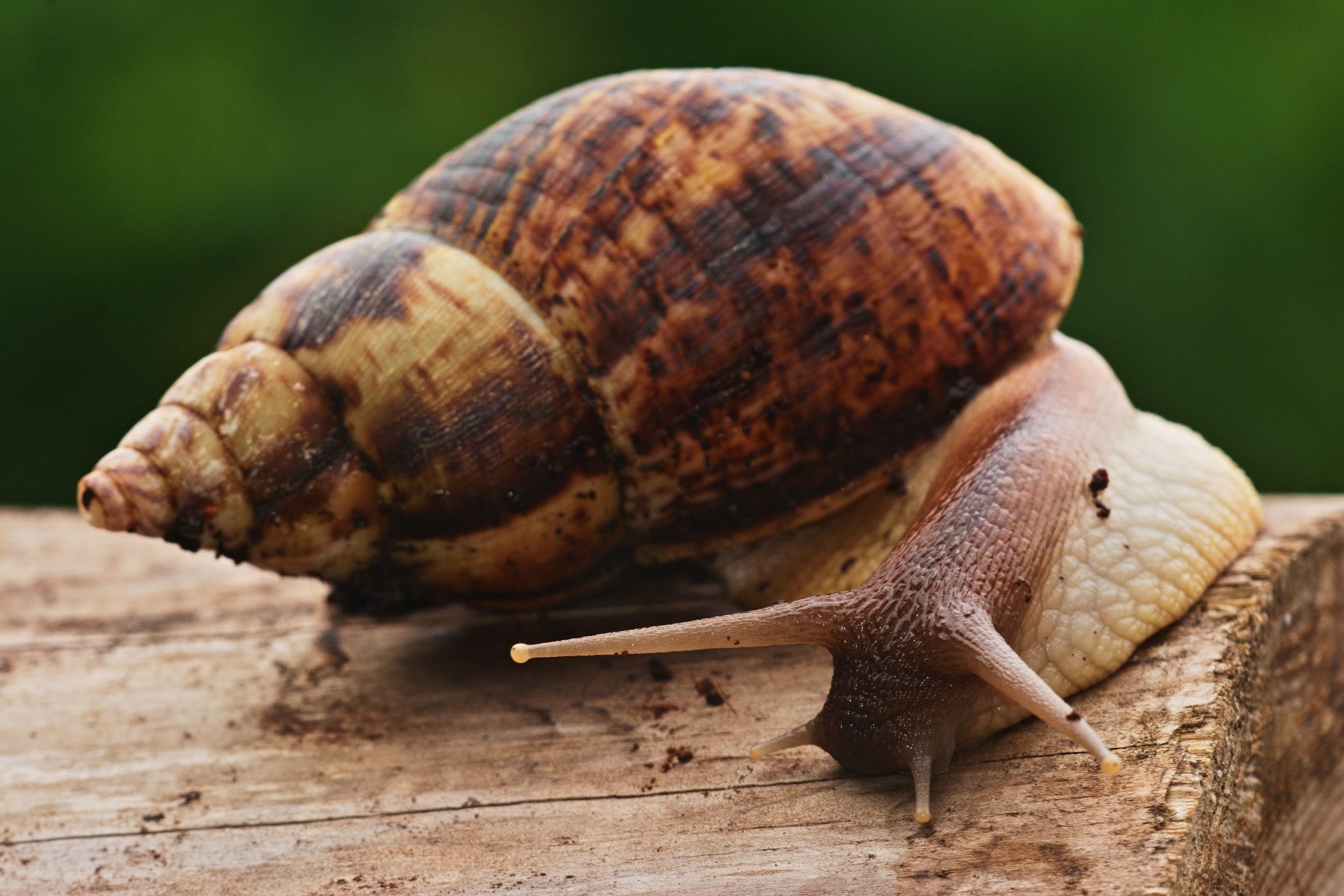 Povratak džinovskih puževa na obalu Floride | Časopis Simbioza