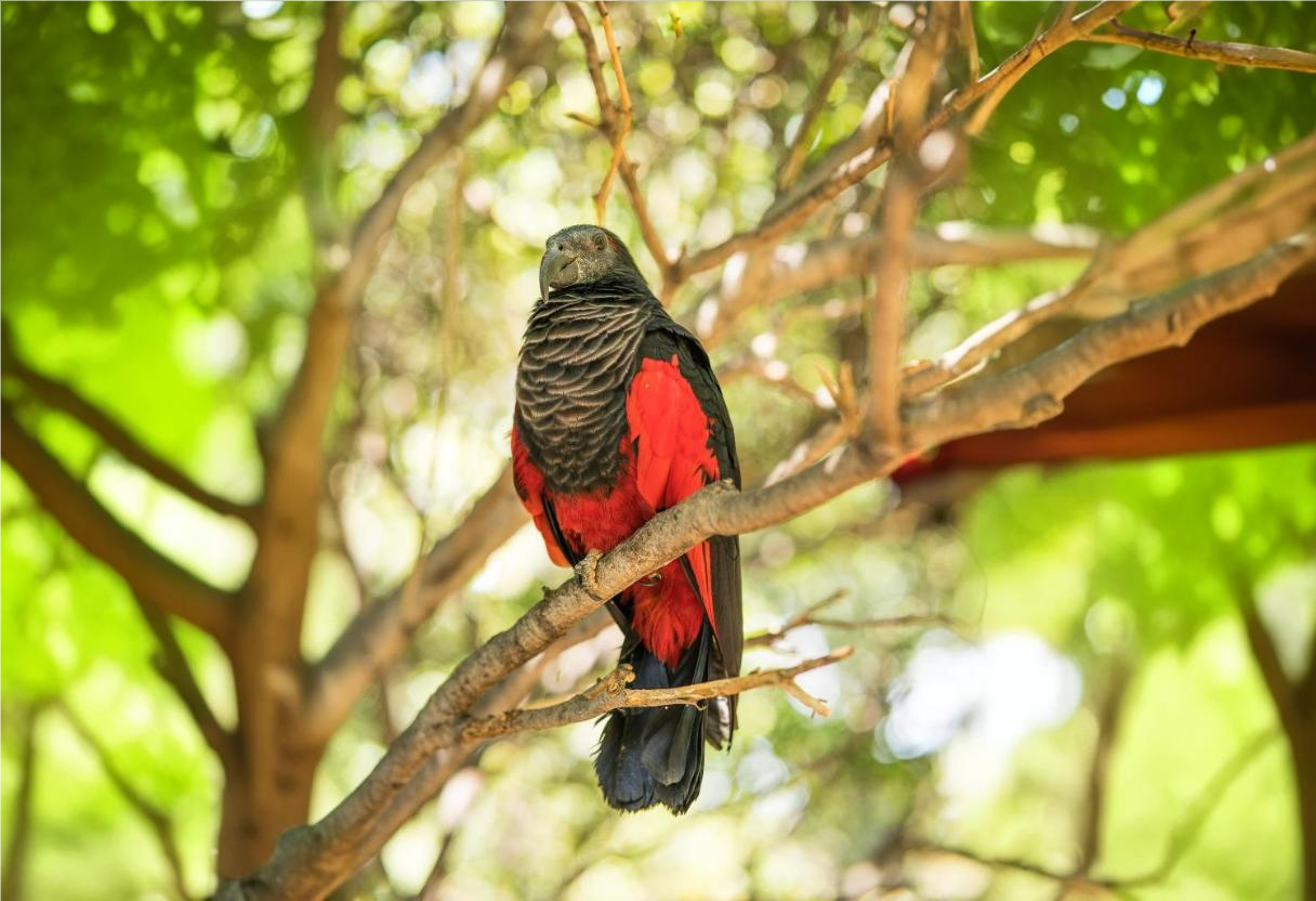 Papagaj Drakula ⎼ grof prašume | Časopis Simbioza